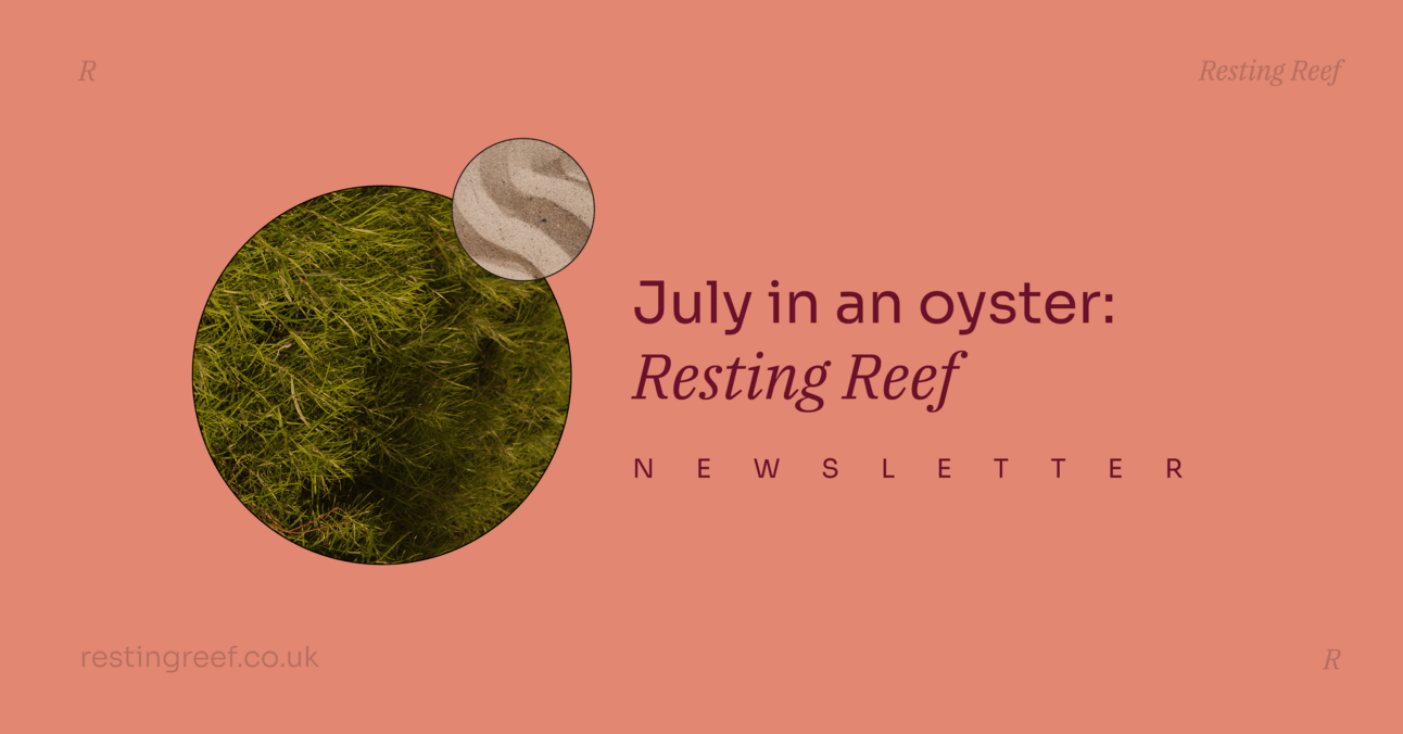 July 2024 in an oyster: Resting Reef