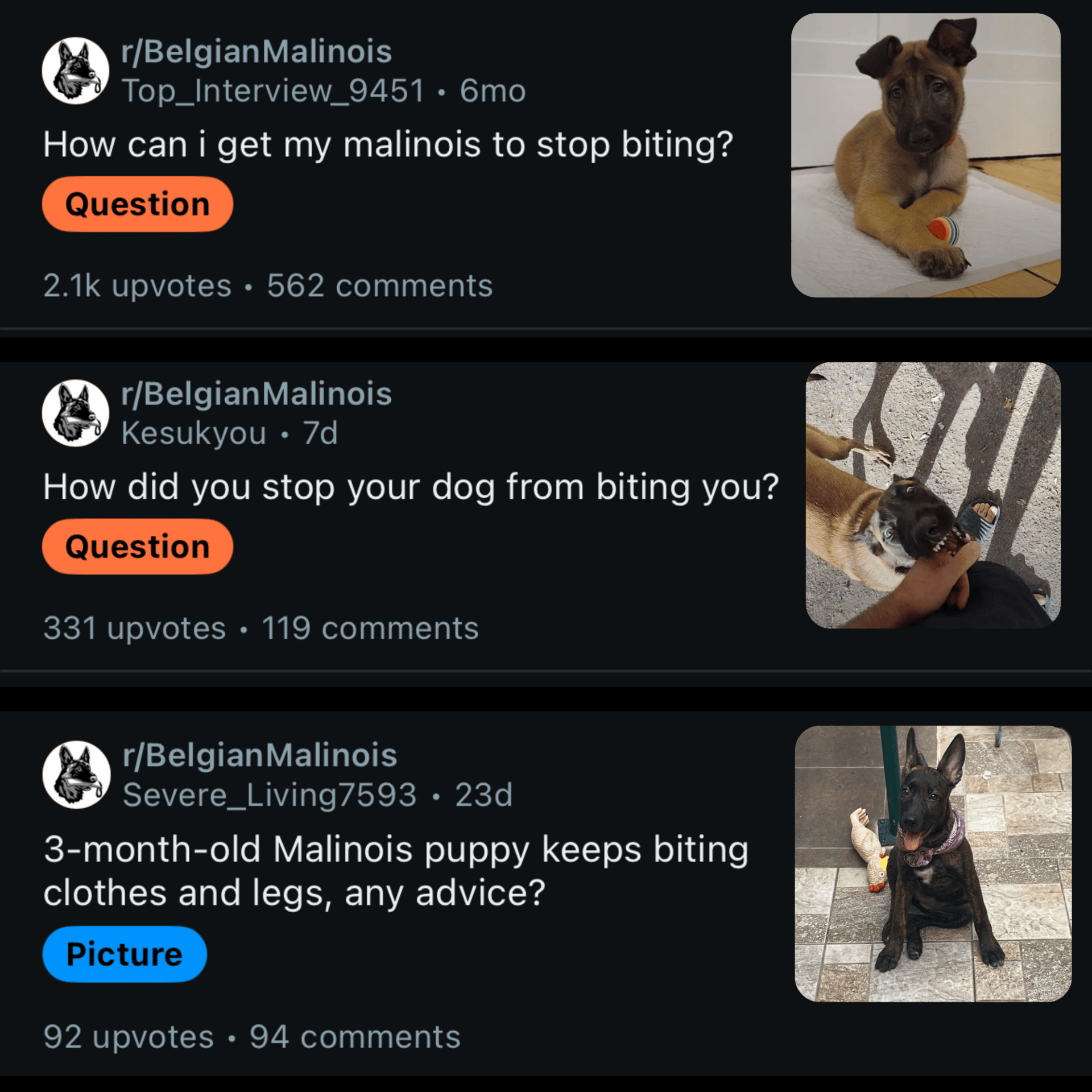 belgian malinois biting problem