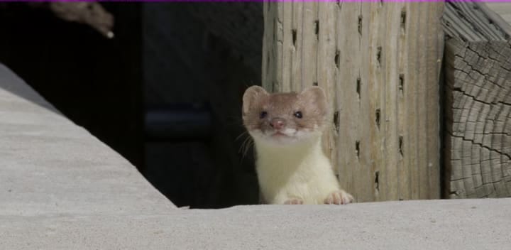 12 Fun Facts About Weasels You Probably Did Not Know