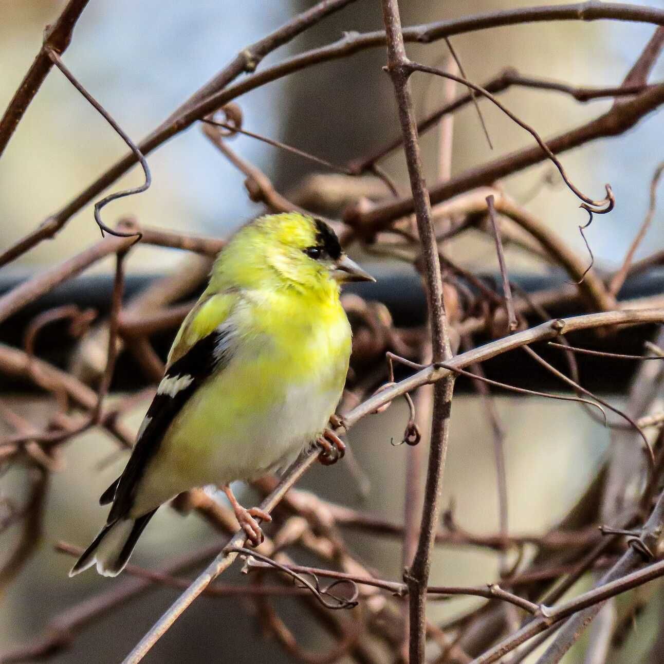 Do Goldfinches Migrate