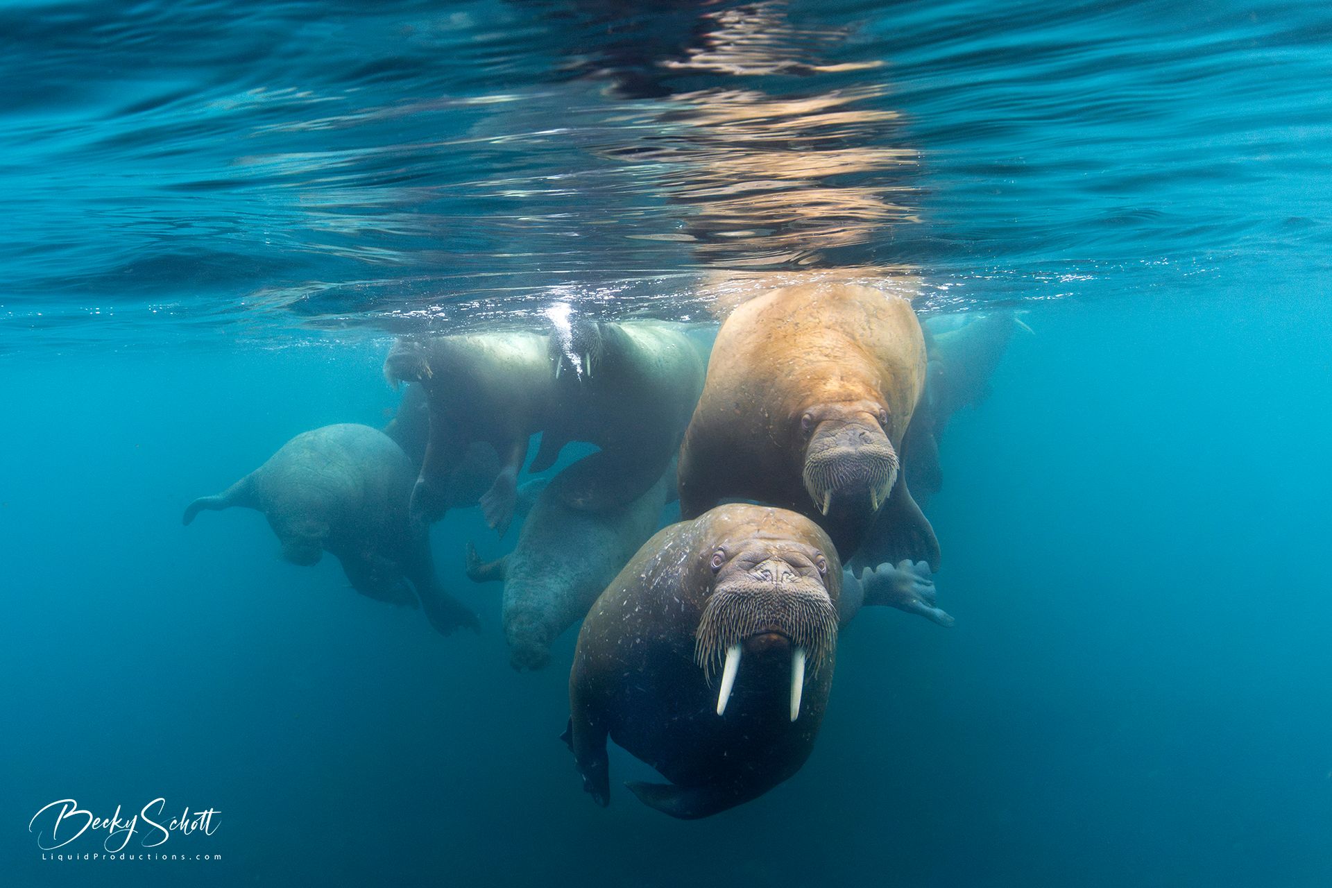 Deep Water Storytelling: A Conversation with Becky Kagan Schott