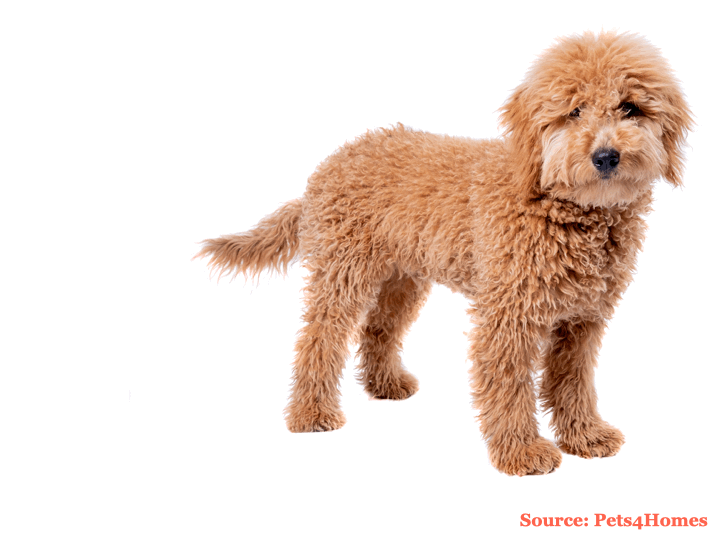 The art of dealing with Trump