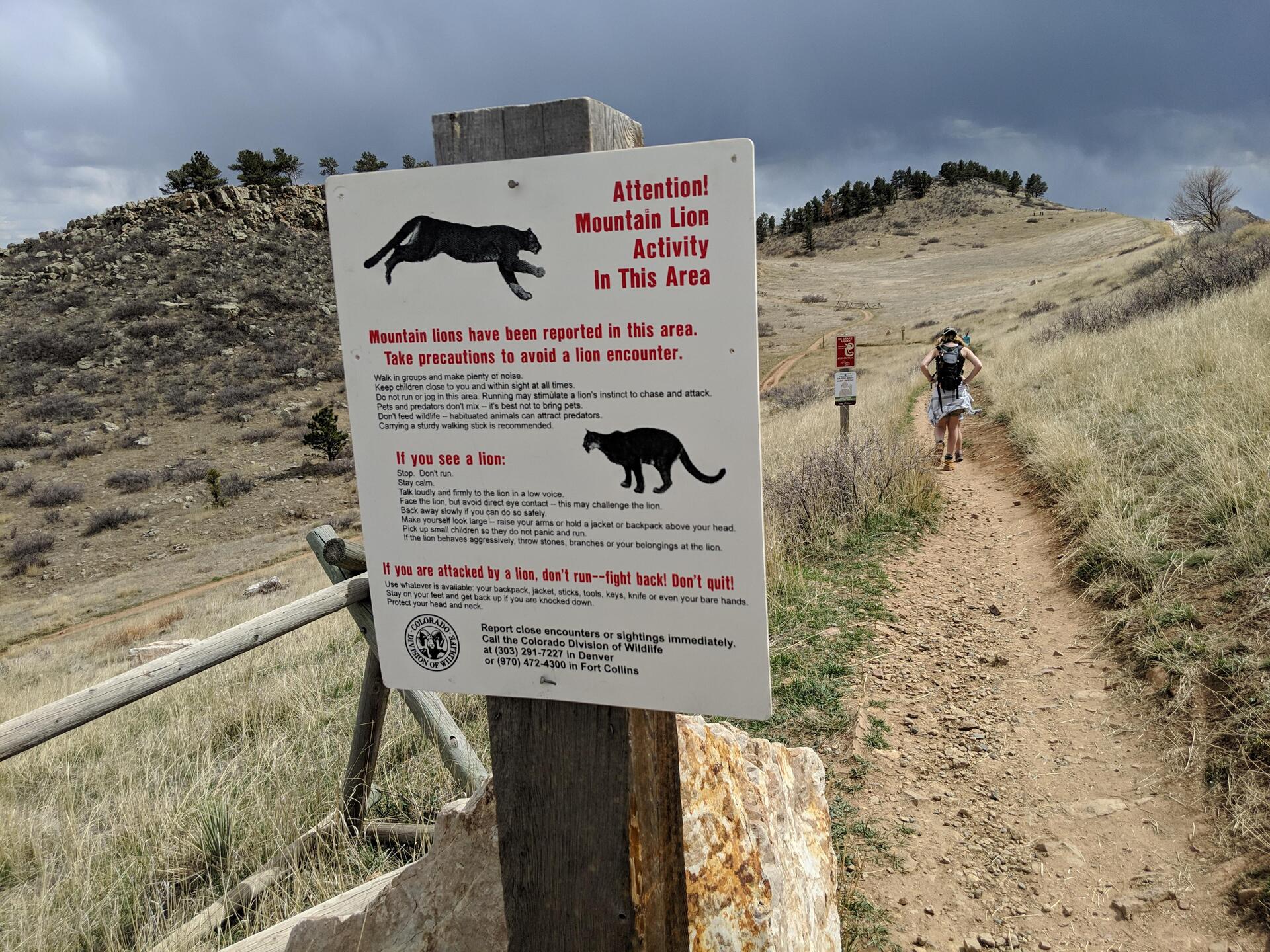 Autopsy Confirms Mountain Lion Killed Colorado Hiker in Rare Fatal ...