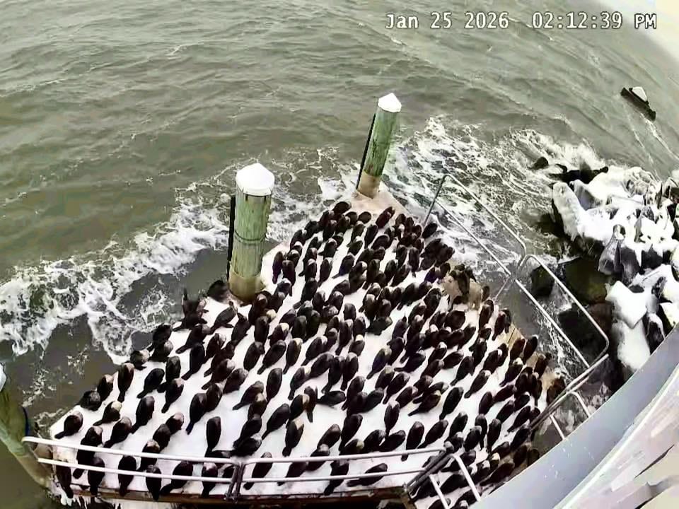 🍦Firefighters rescue hypothermic lab from Luce Creek