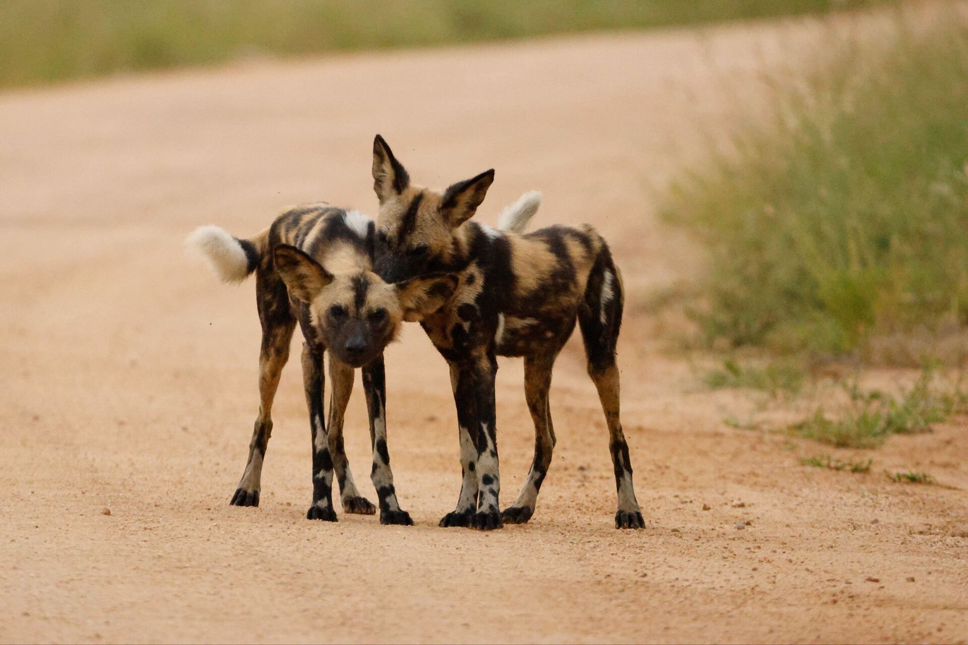 Crocodile Sprints After Baby Hippo