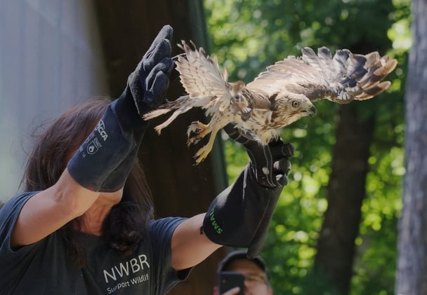 Swimming Rapids & Saving Raptors